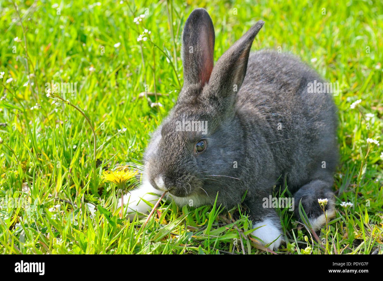 little rabbit on green grass background Stock Photo - Alamy