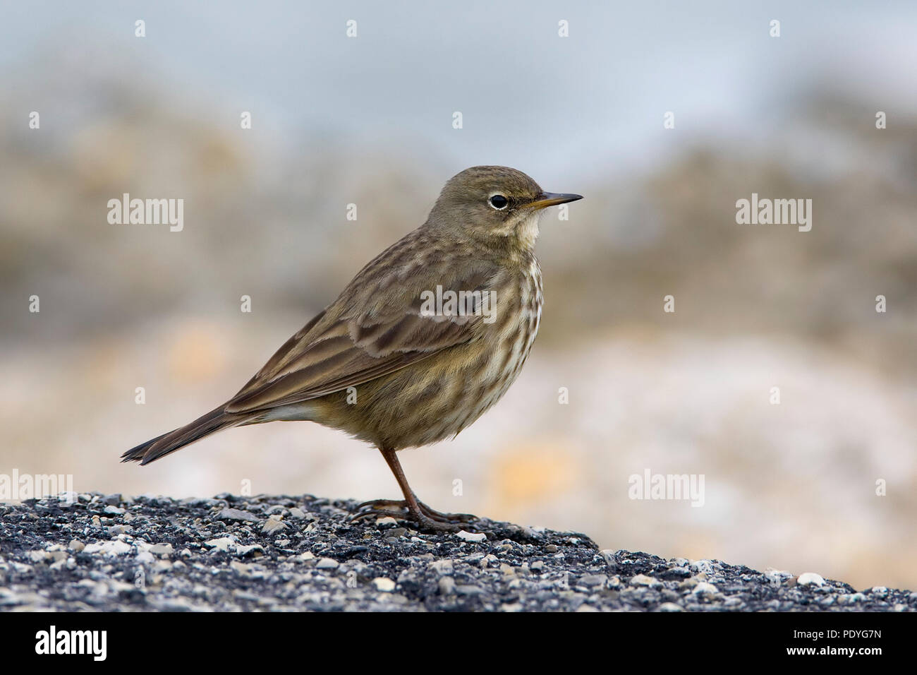 Rock Pipit on rock Stock Photo - Alamy