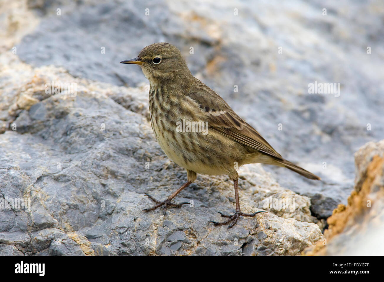 Rock Pipit on rock Stock Photo - Alamy