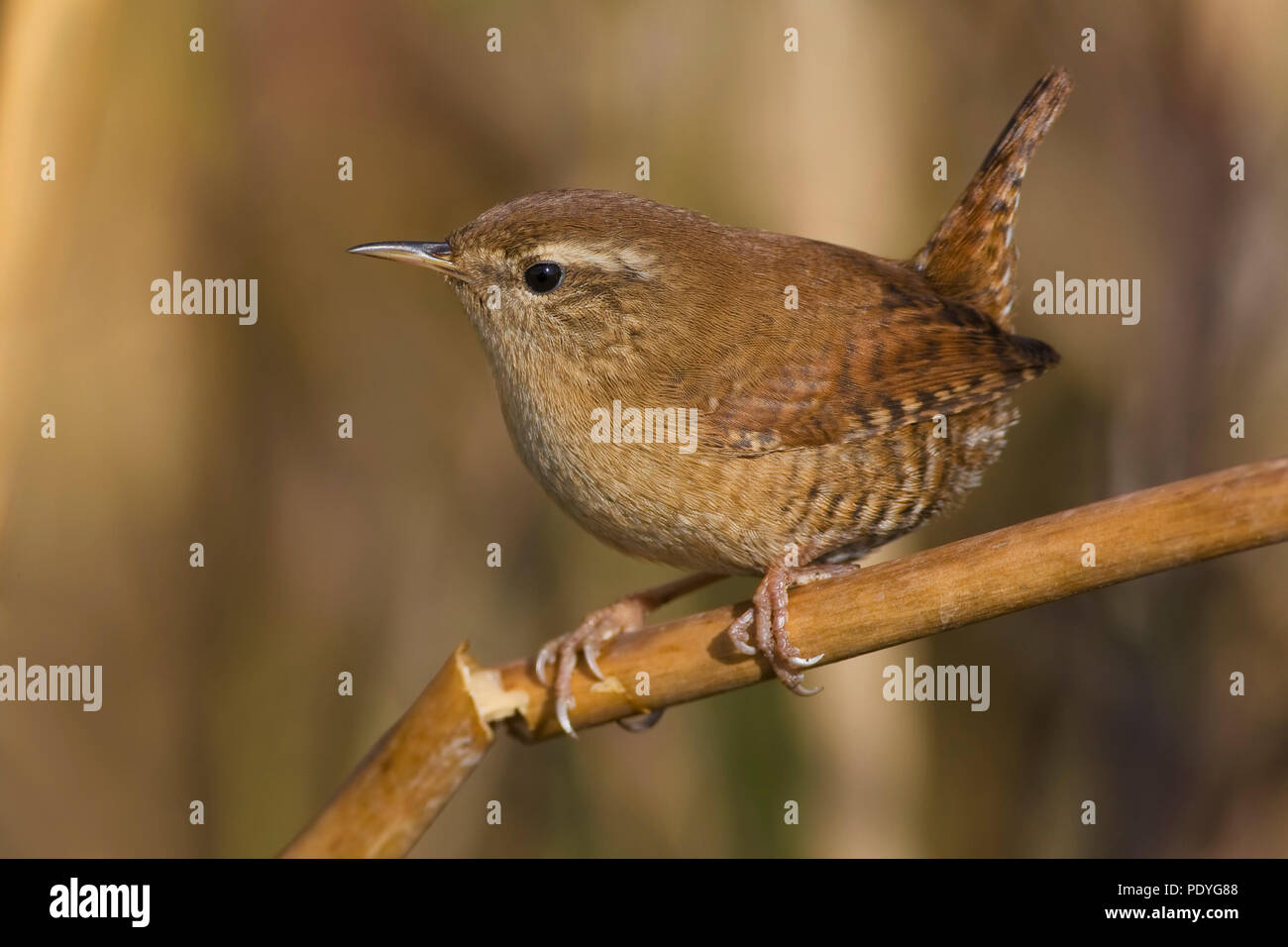 Bird stem nature hi-res stock photography and images - Alamy