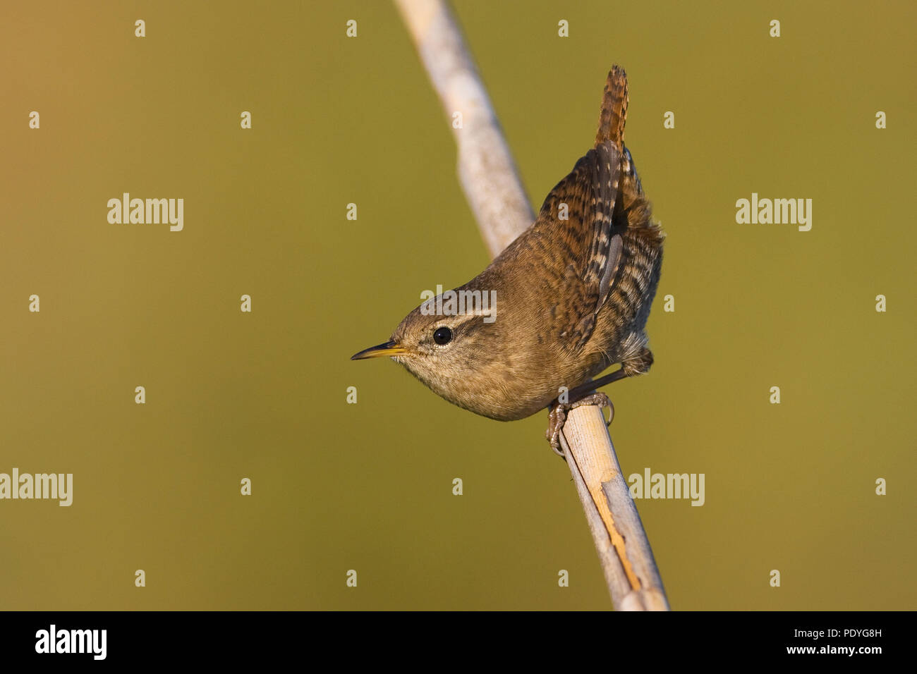 Wren on reed stem Stock Photo - Alamy