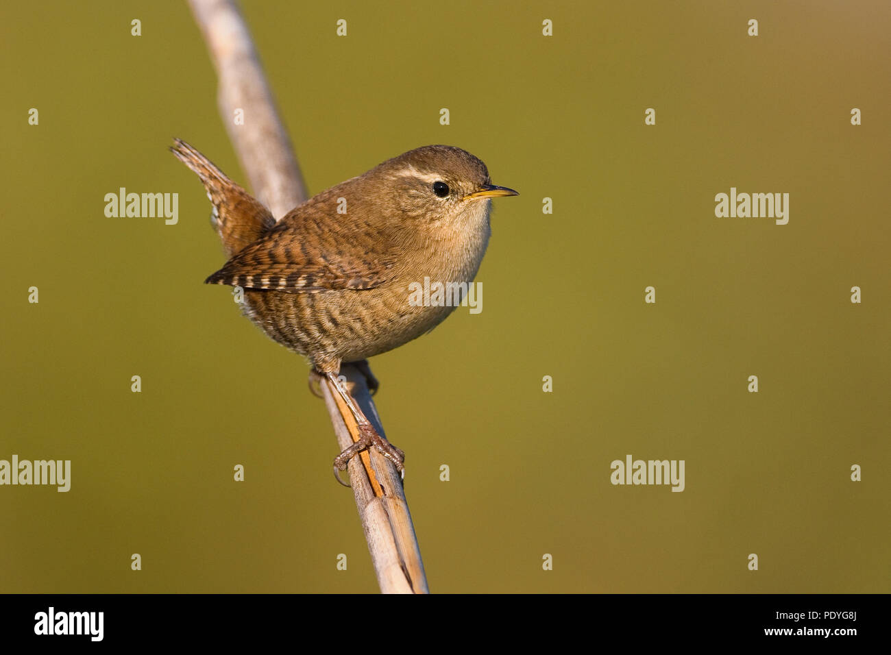 Wren on reed stem Stock Photo - Alamy