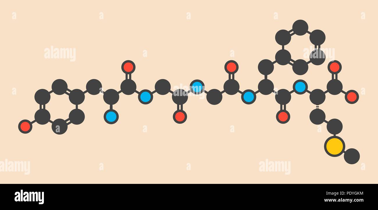 Met-enkephalin endogenous opioid peptide molecule. Stylized skeletal ...