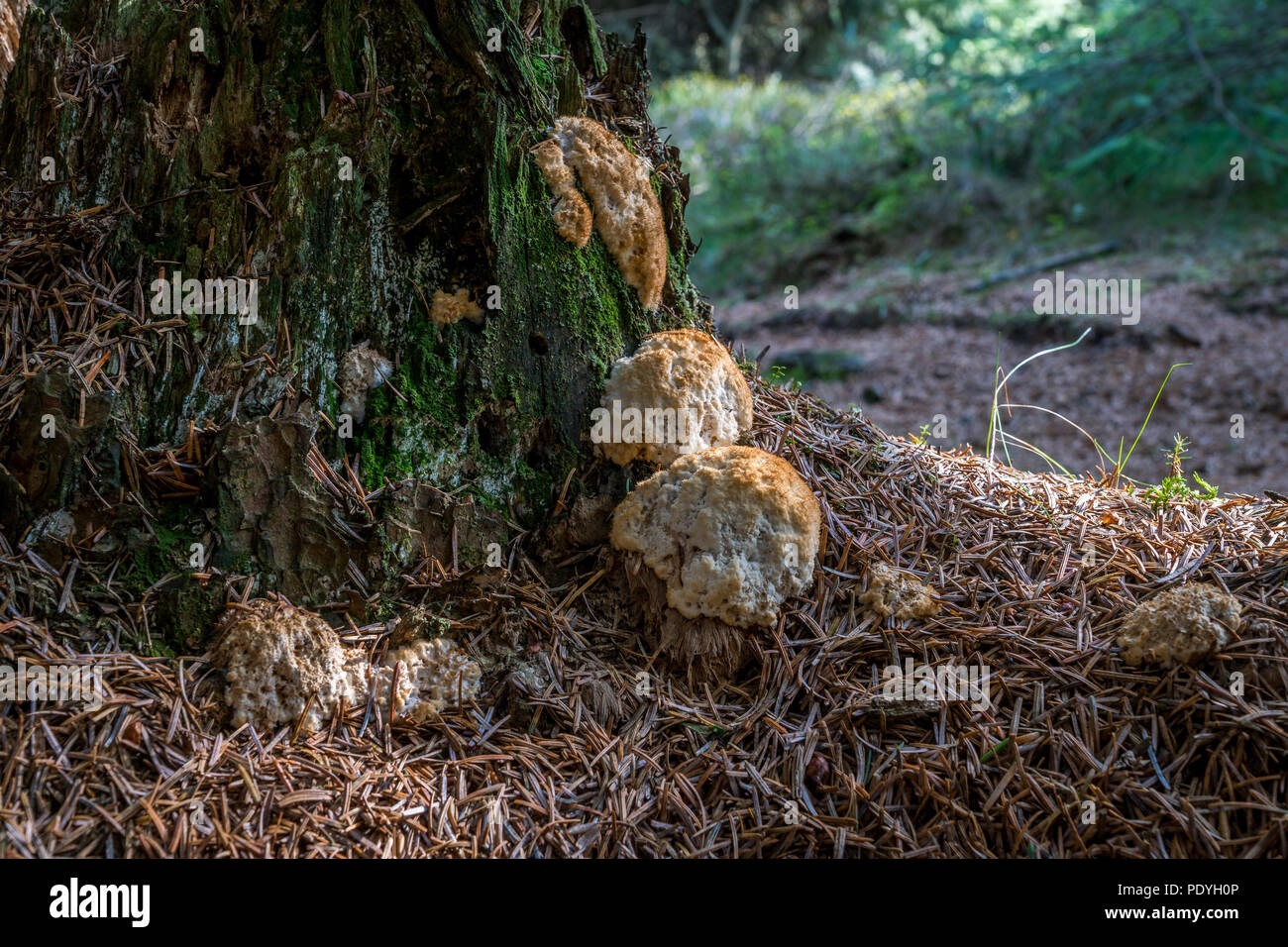 The slime mold Oligoporous at the base of a pine tree stump Stock Photo ...