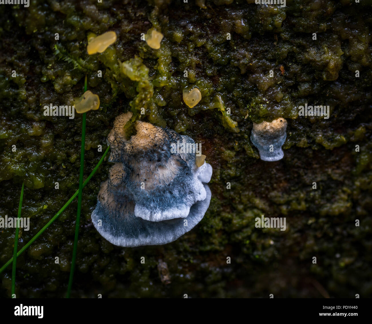 Oligoporous hi-res stock photography and images - Alamy