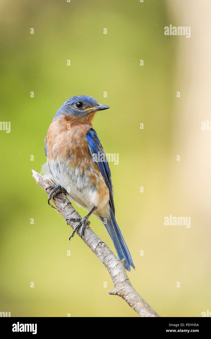 Wild eastern bluebird hi-res stock photography and images - Alamy