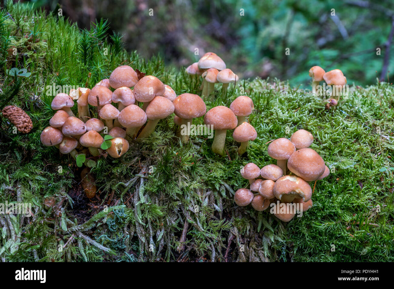 Conifer fungi hi-res stock photography and images - Alamy