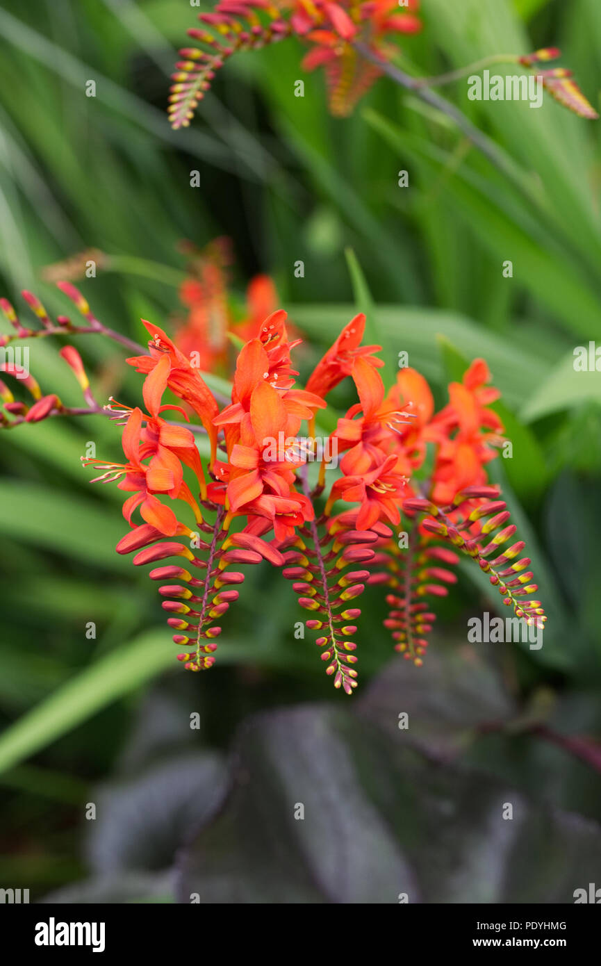 Montbretia lucifer flowers hi-res stock photography and images - Alamy