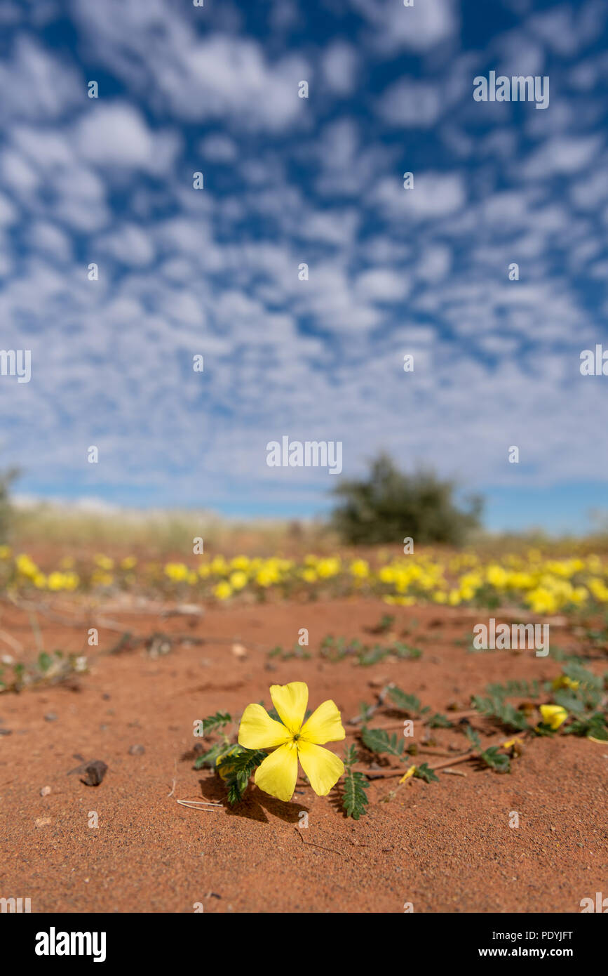 Yellow sky in desert hi-res stock photography and images - Alamy