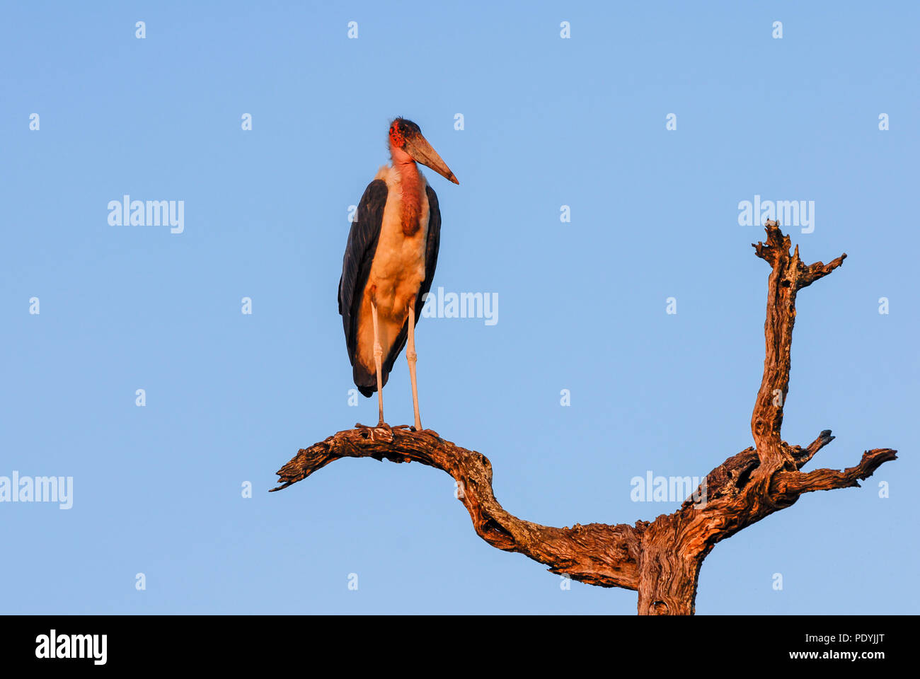 Marabou stork in tree hi-res stock photography and images - Alamy