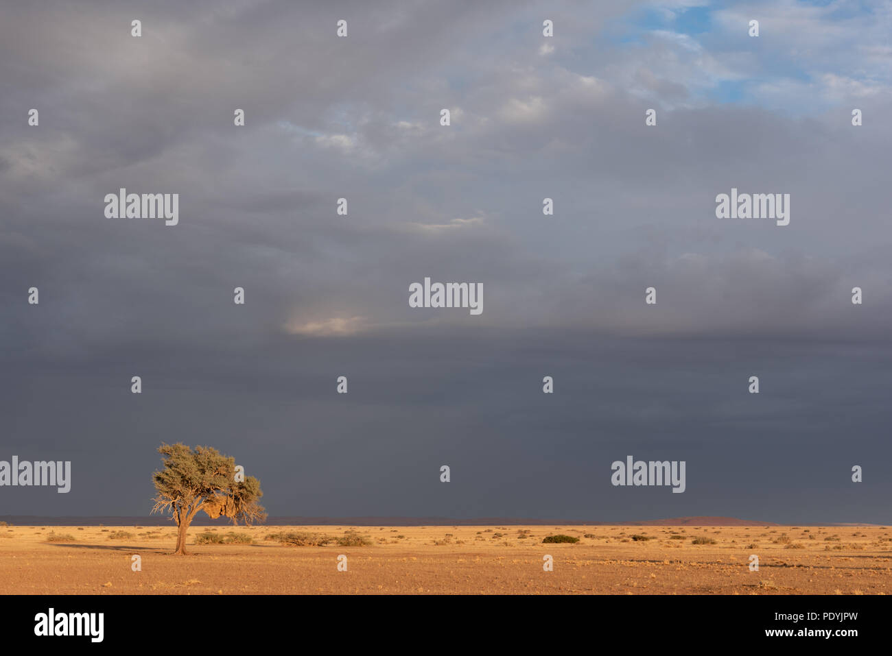 Lonely sun lit tree with dramatic dark and stormy cloud background ...