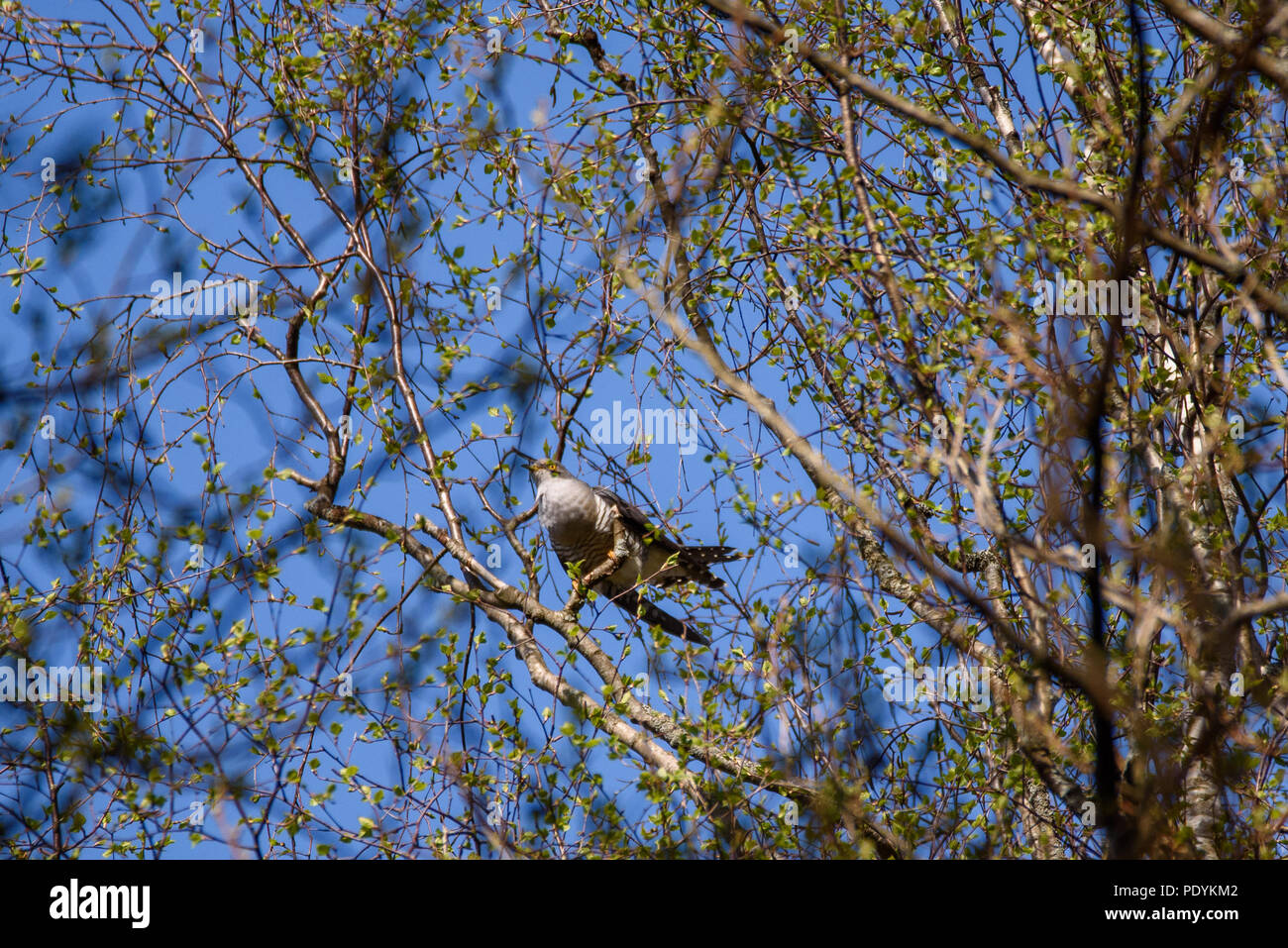 Common cuckoo (Cuculus canorus) bird on pine tree Stock Photo - Alamy