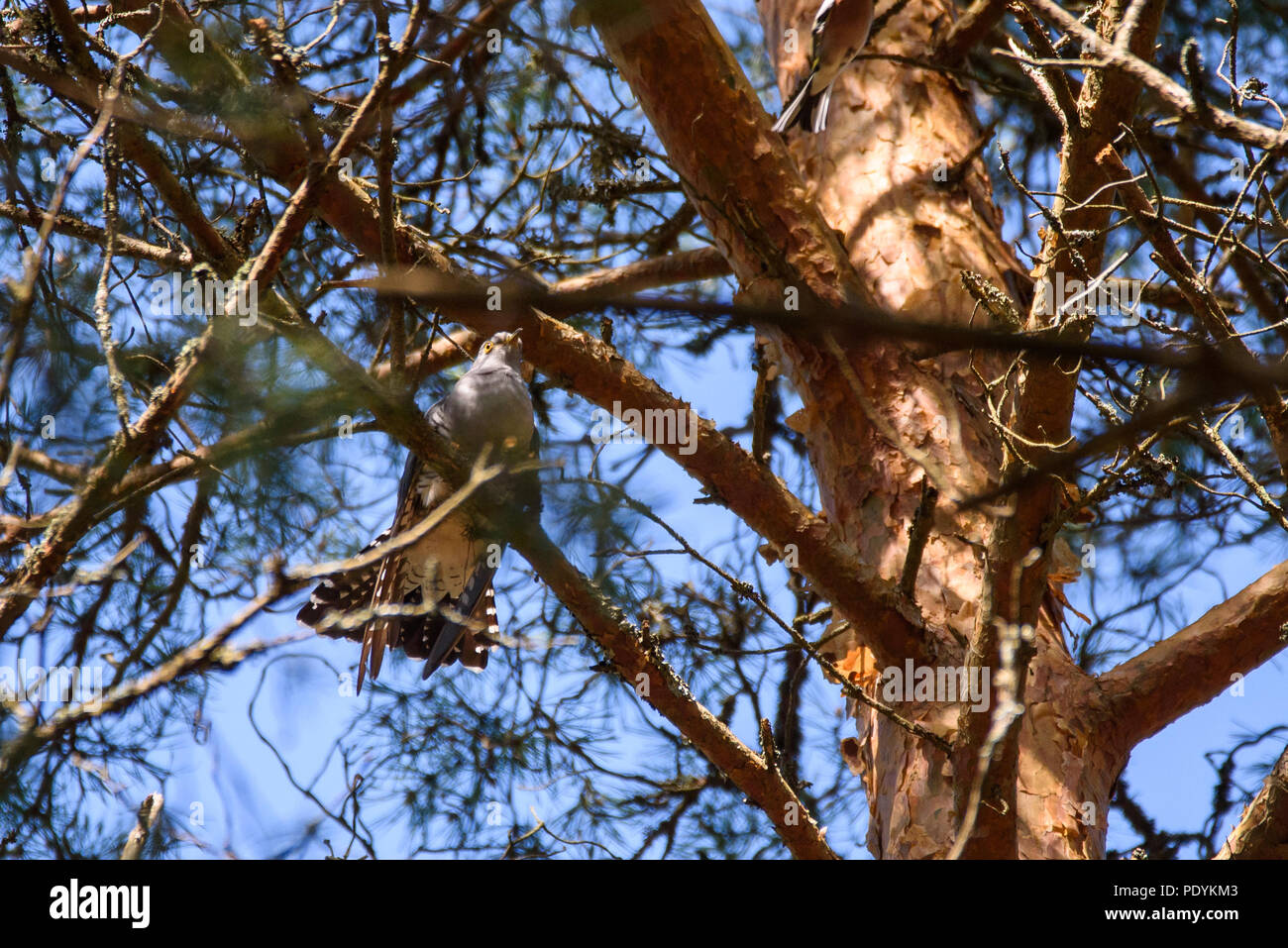 Common cuckoo (Cuculus canorus) bird on pine tree Stock Photo - Alamy
