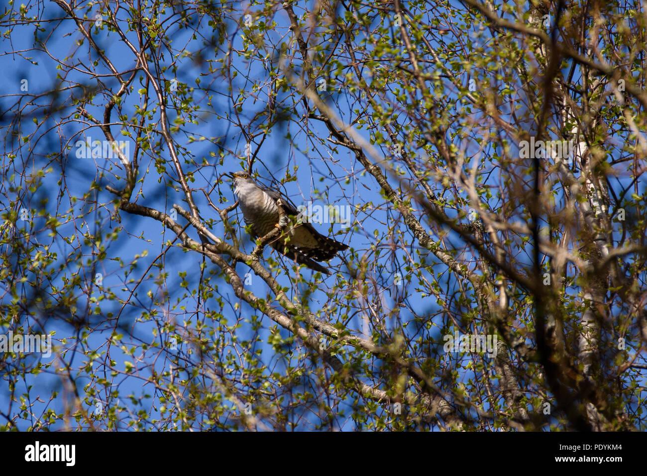 Common cuckoo (Cuculus canorus) bird on pine tree Stock Photo - Alamy