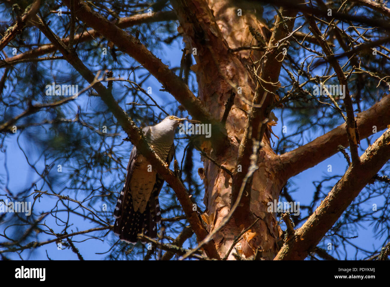 Common cuckoo cuculus canorus bird on pine tree hi-res stock ...