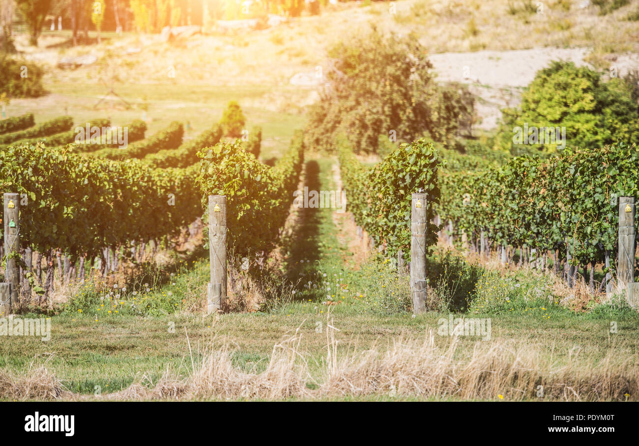 Planting grape vine garden hi-res stock photography and images - Alamy