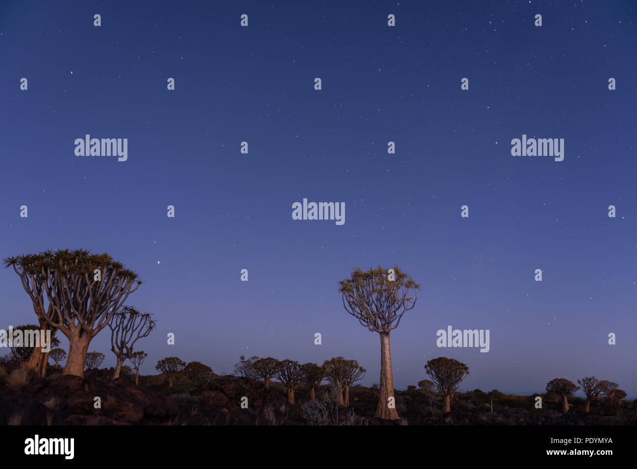 Quiver tree forest at dusk with star sky and glowing horizon Stock ...