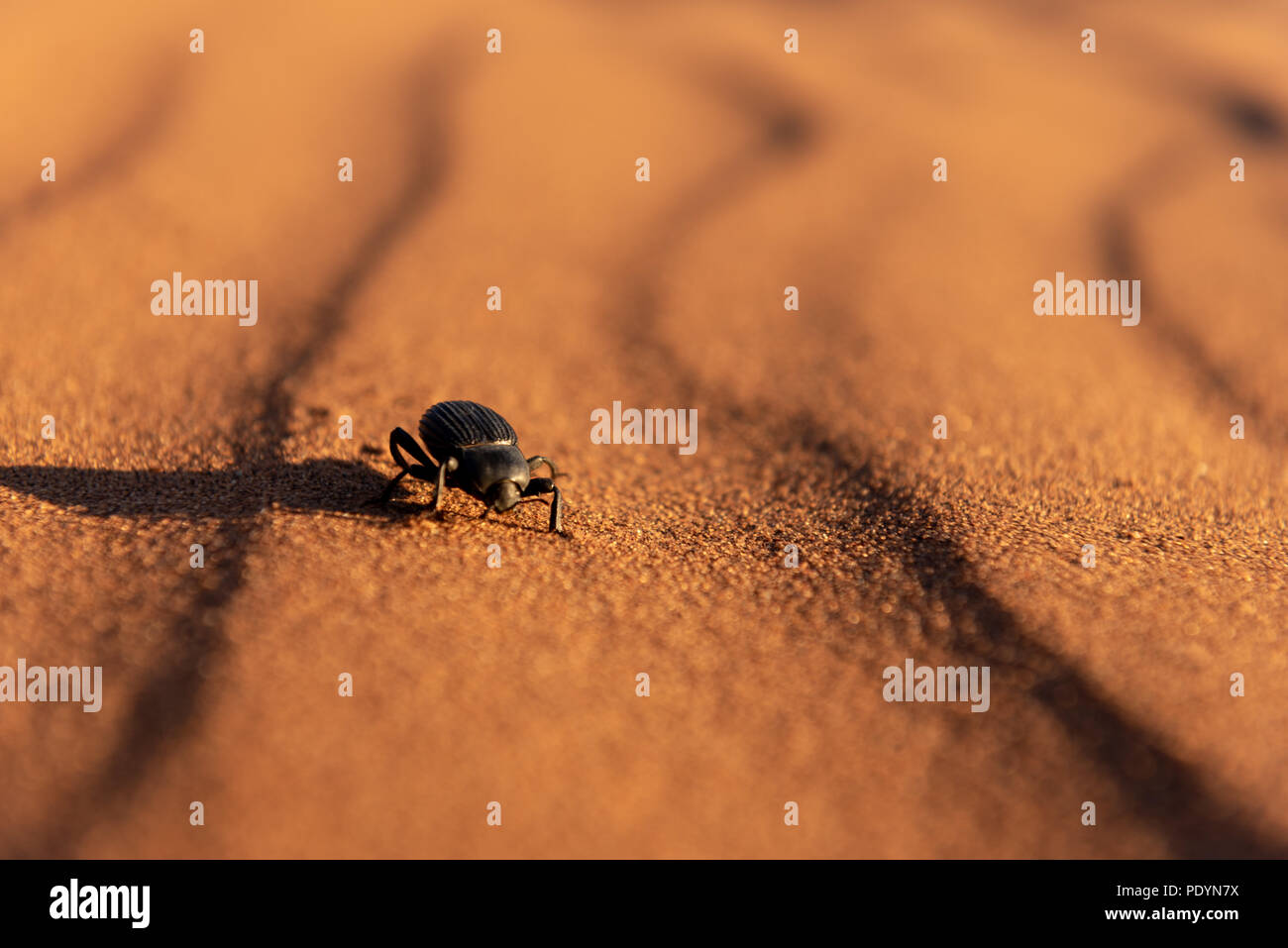 Namib desert beetle hi-res stock photography and images - Alamy