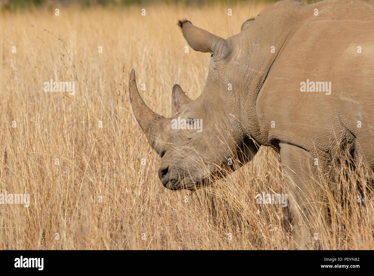 Head portrait of a rhinoceros (rhino) in high yellow grass Stock Photo ...