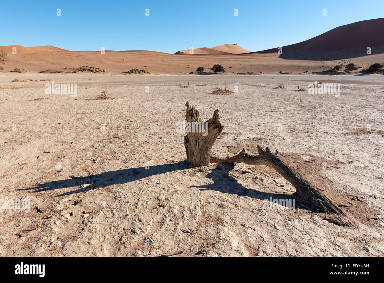 Broken dead branch in sossusvlei desert white clay pan with blue sky ...
