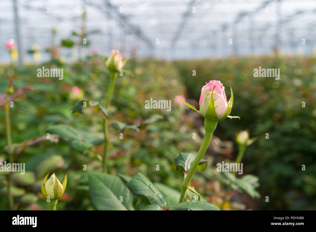 Greenhouse growing roses hi-res stock photography and images - Alamy