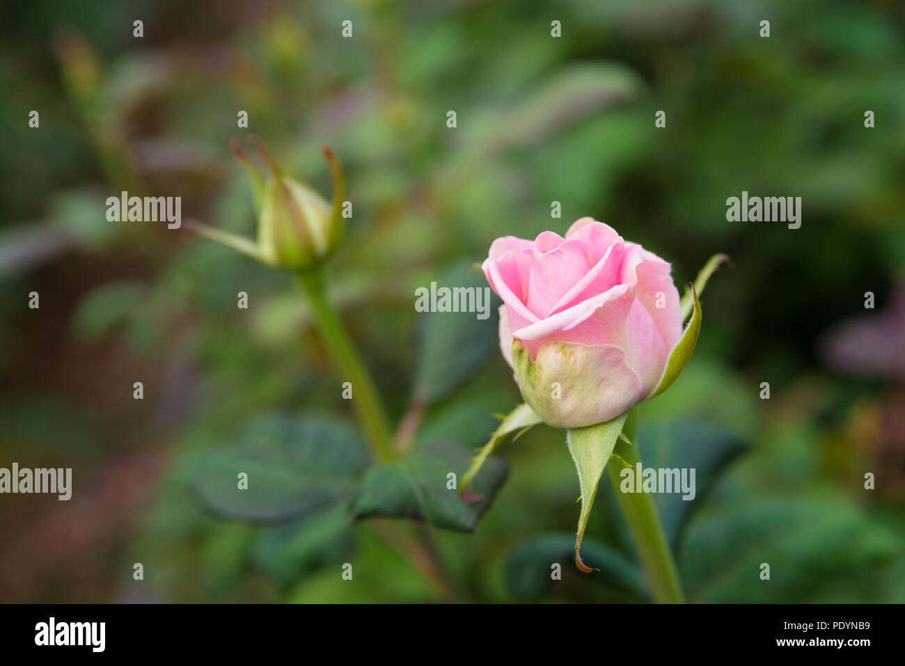 cultivation of pink roses in a greenhouse Stock Photo - Alamy