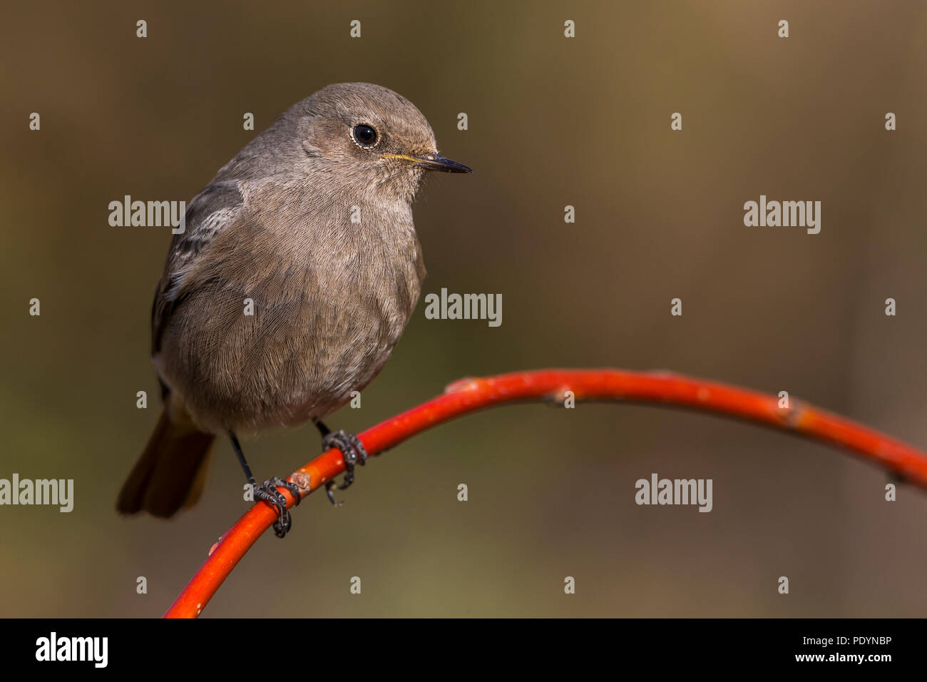 Phoenicurus ochruros gibraltariensis hi-res stock photography and ...