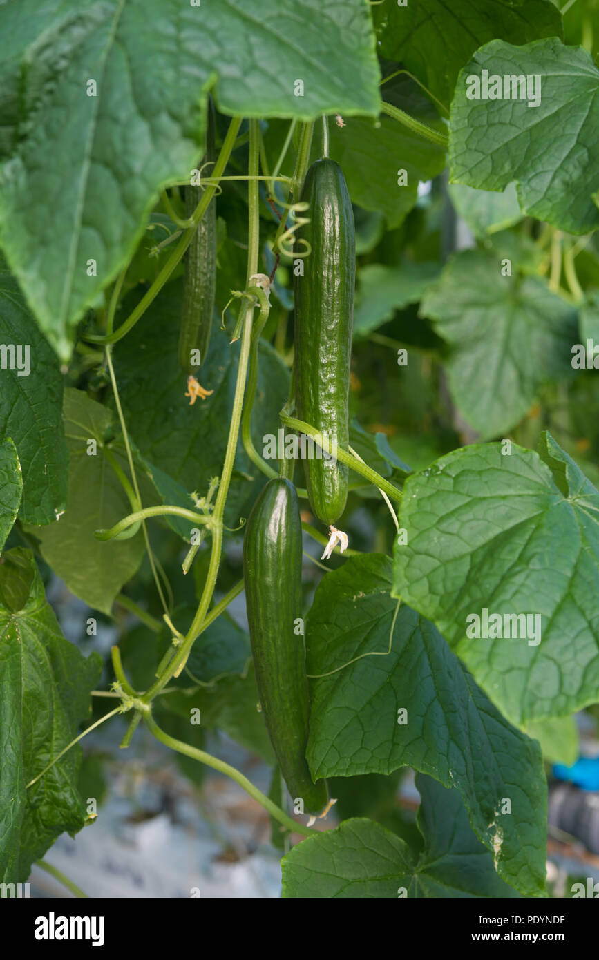 Commercial cucumber growing hi-res stock photography and images - Alamy