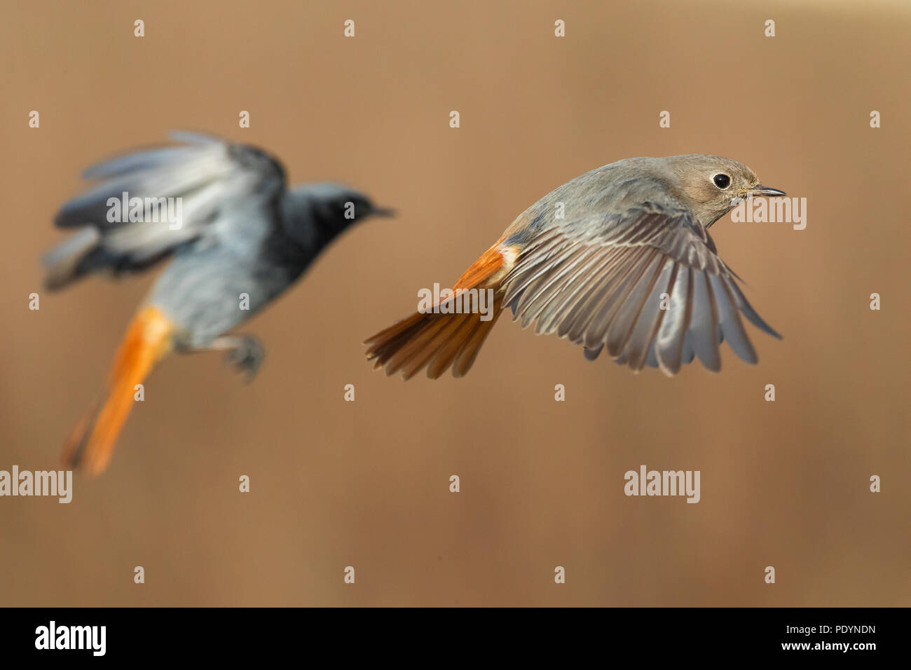 Black Redstart (Phoenicurus ochruros) couple flying Stock Photo - Alamy