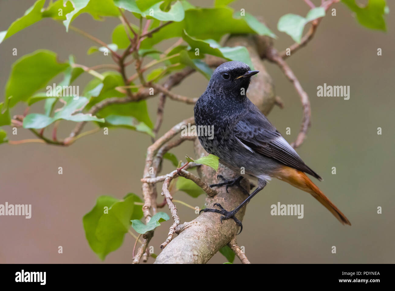 Phoenicurus ochruros gibraltariensis hi-res stock photography and ...