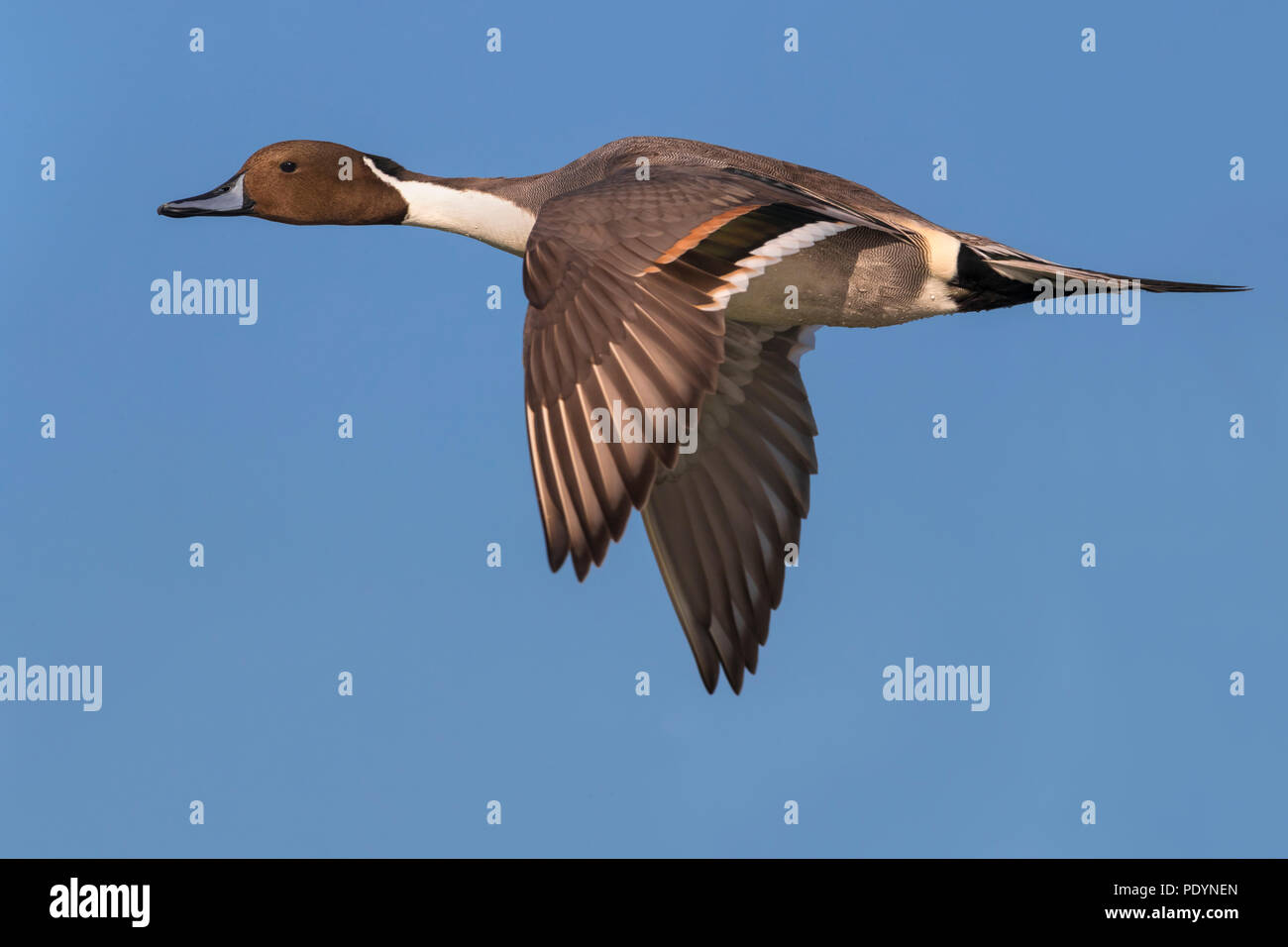 Northern pintail flying hi-res stock photography and images - Alamy