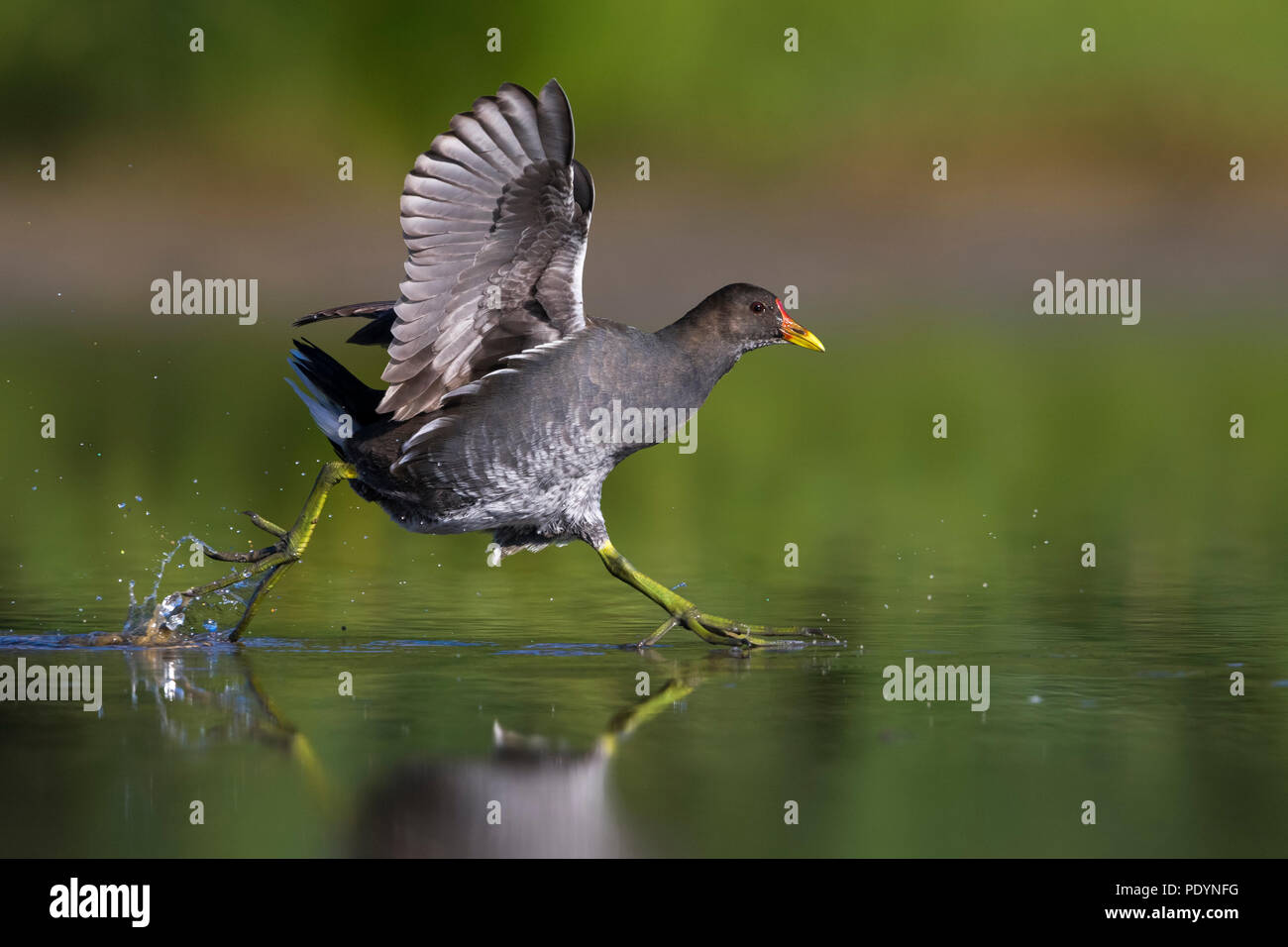 Gallinula chloropus hi-res stock photography and images - Alamy