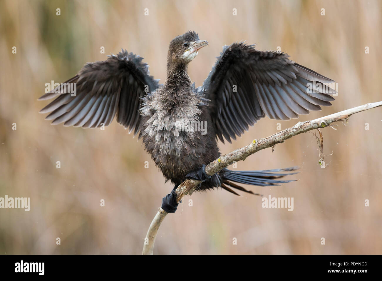 Microcarbo pygmaeus hi-res stock photography and images - Alamy