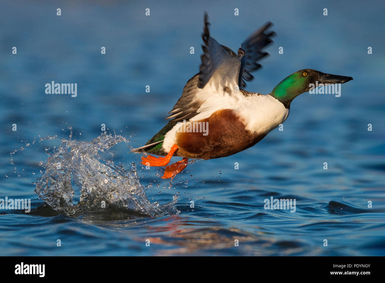 Northern shoveler anas clypeata drake hi-res stock photography and ...