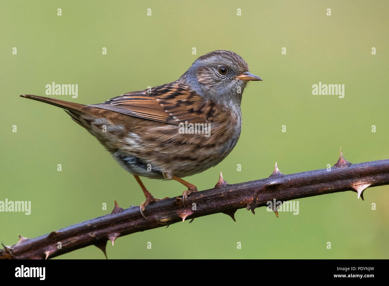 Dunnock; Prunella modularis Stock Photo - Alamy