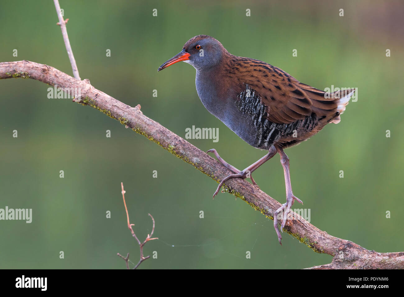 Water Rail; Rallus aquaticus Stock Photo - Alamy