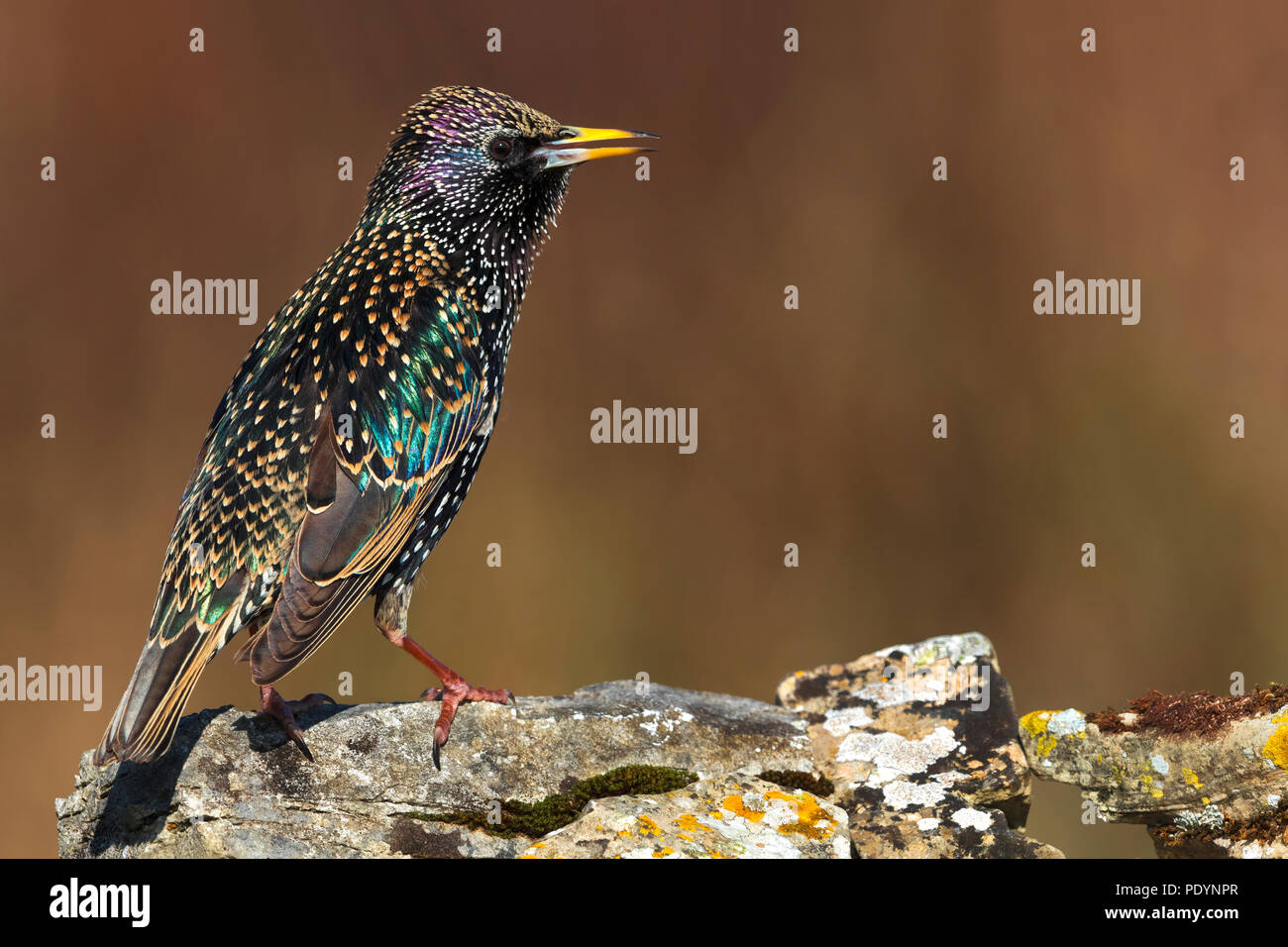 Common Starling; Sturnus vulgaris Stock Photo - Alamy