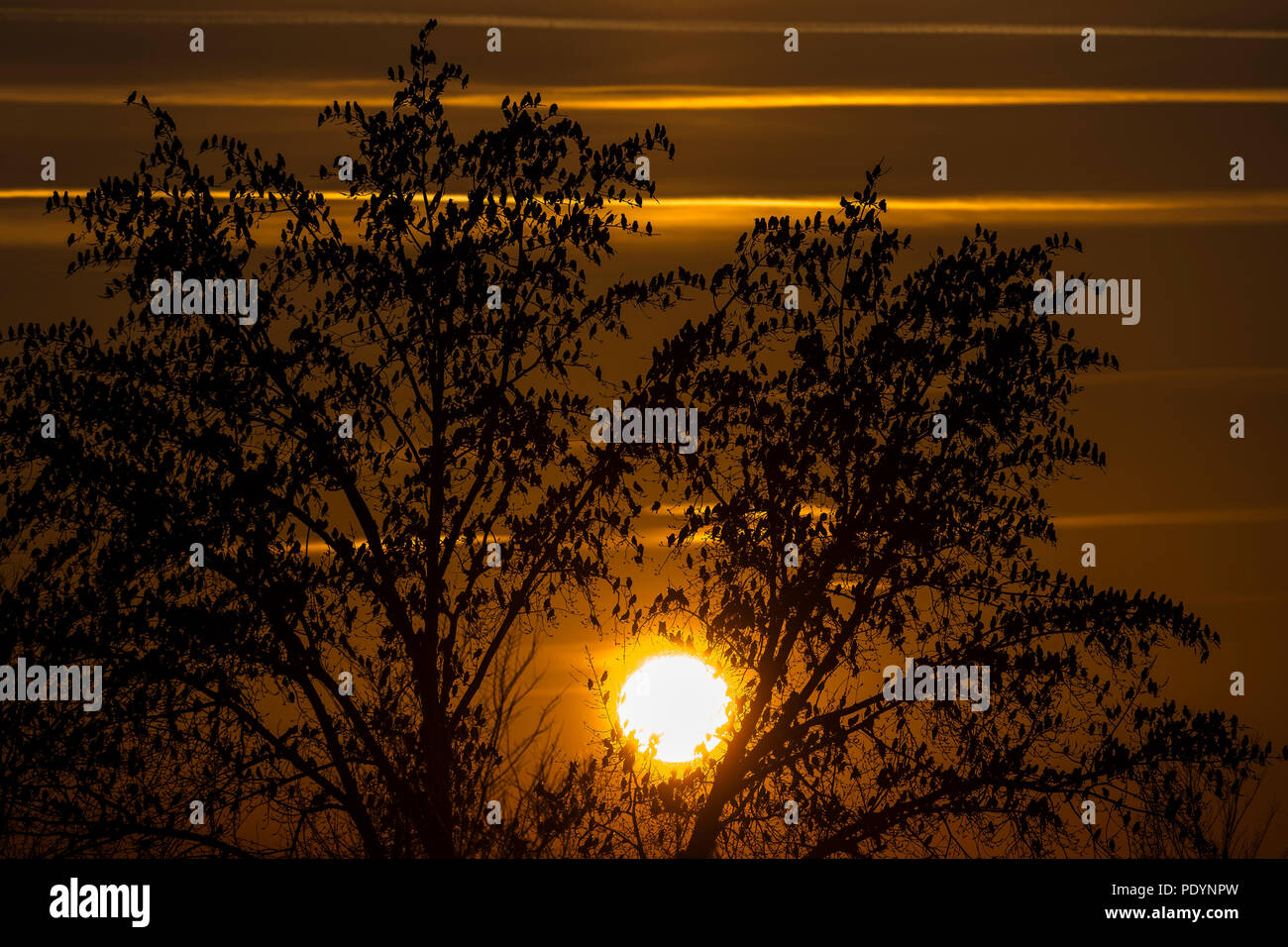 Roosting in trees hi-res stock photography and images - Alamy