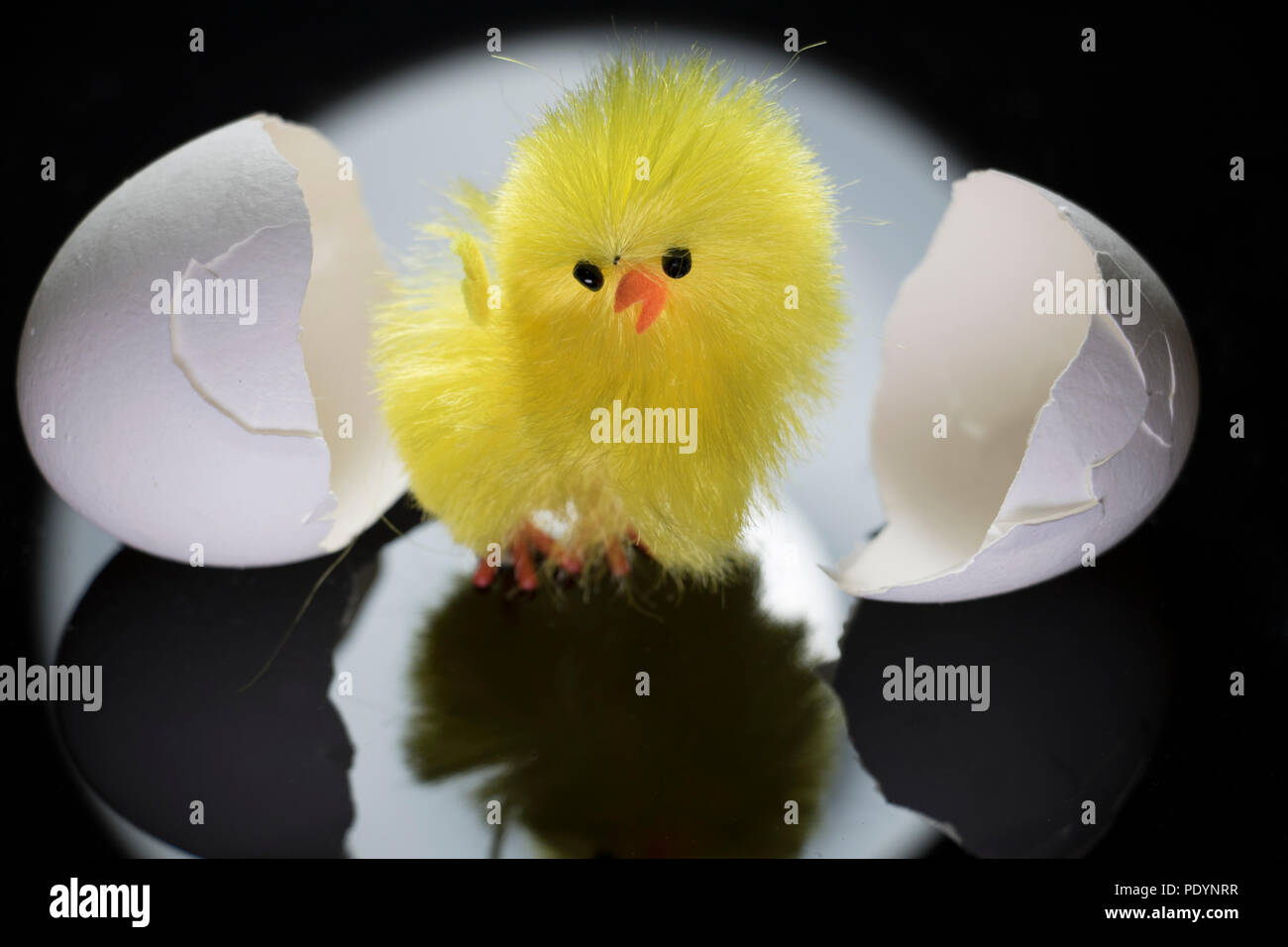 Chick Hatching Egg High Resolution Stock Photography and Images - Alamy