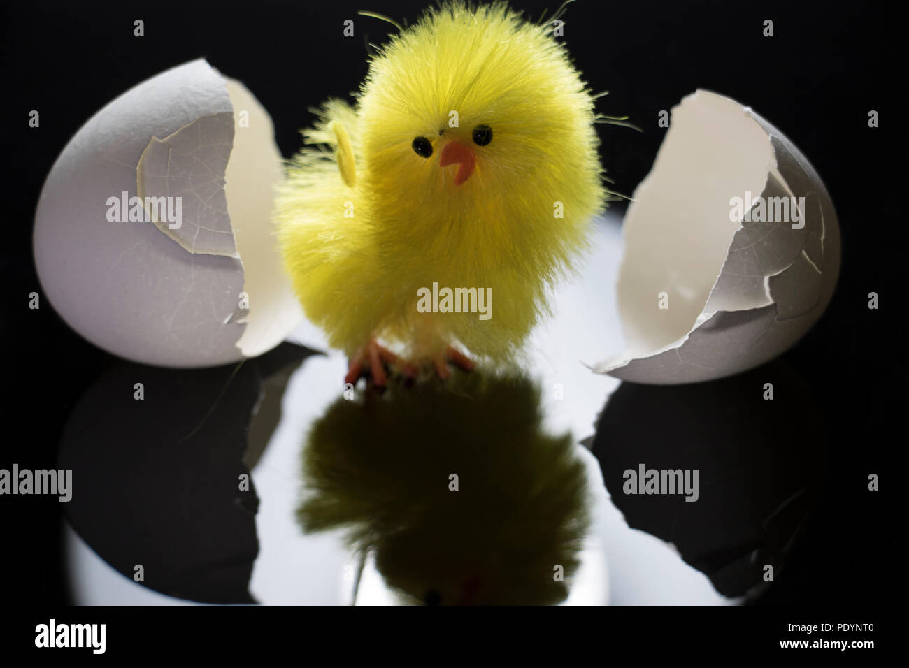 Yellow Chick Egg Shell High Resolution Stock Photography and Images - Alamy