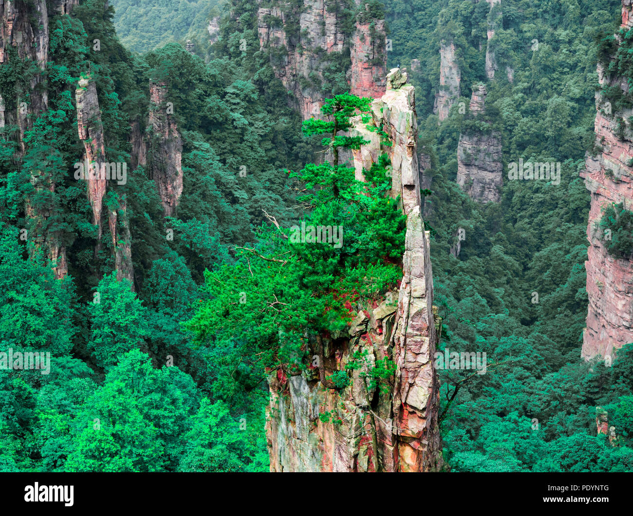 Tianzi Mountain column karst at Wulingyuan Scenic Area, Zhangjiajie ...