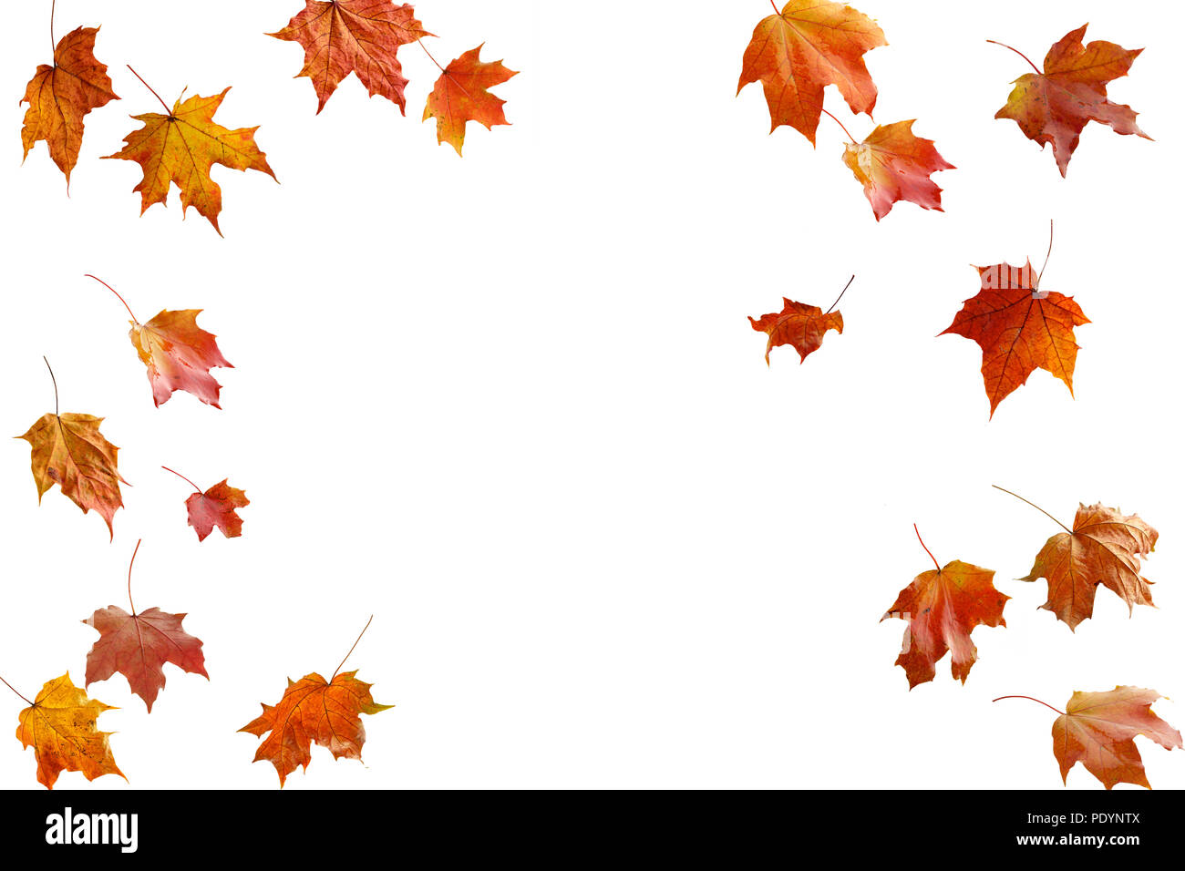 Thanksgiving Leaves Border