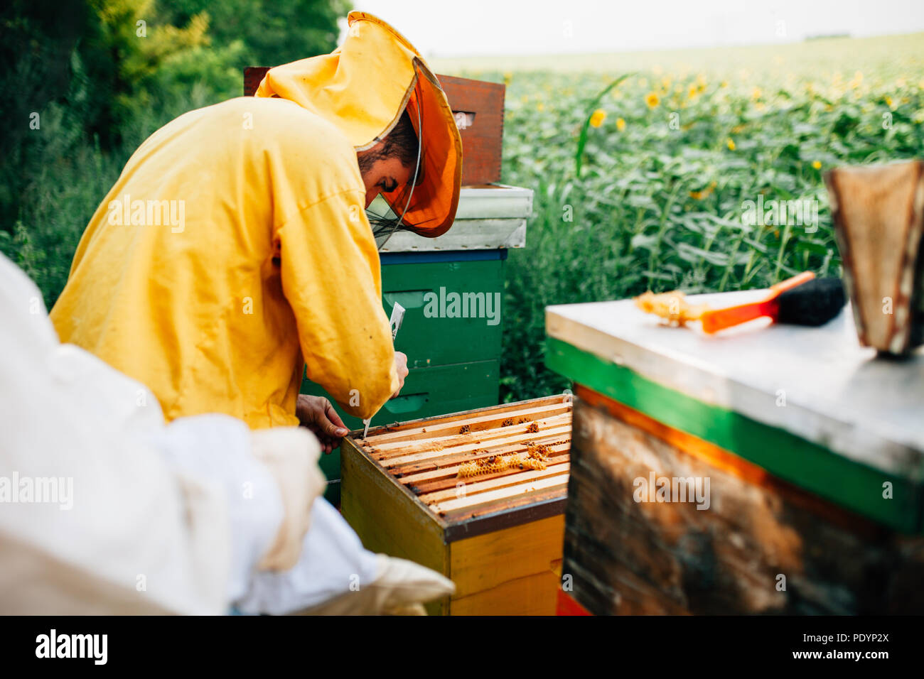 Young beekeeper working with bees in sunflower field Stock Photo - Alamy