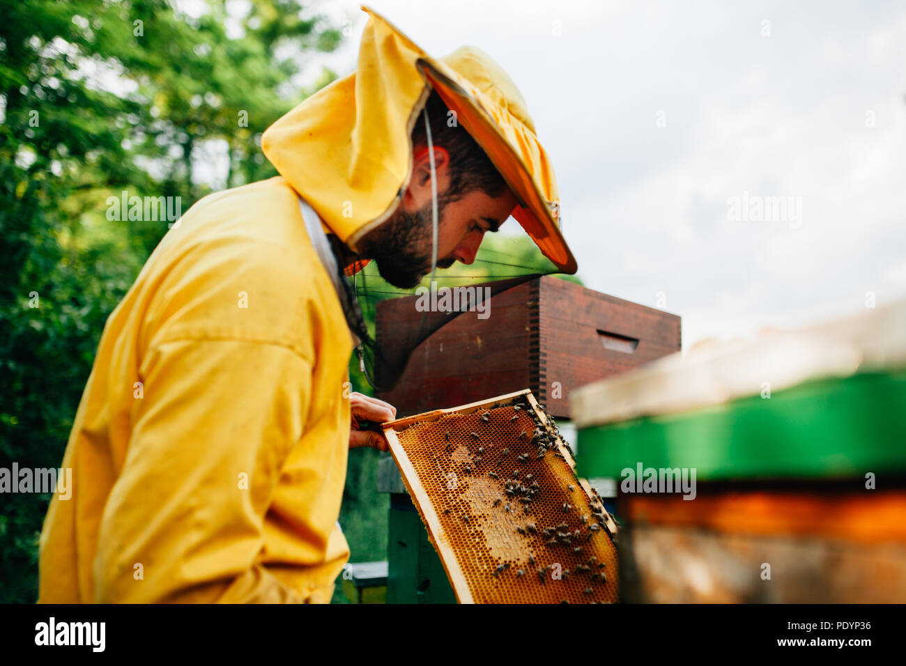 Young beekeeper examining bees in sunflower field Stock Photo - Alamy