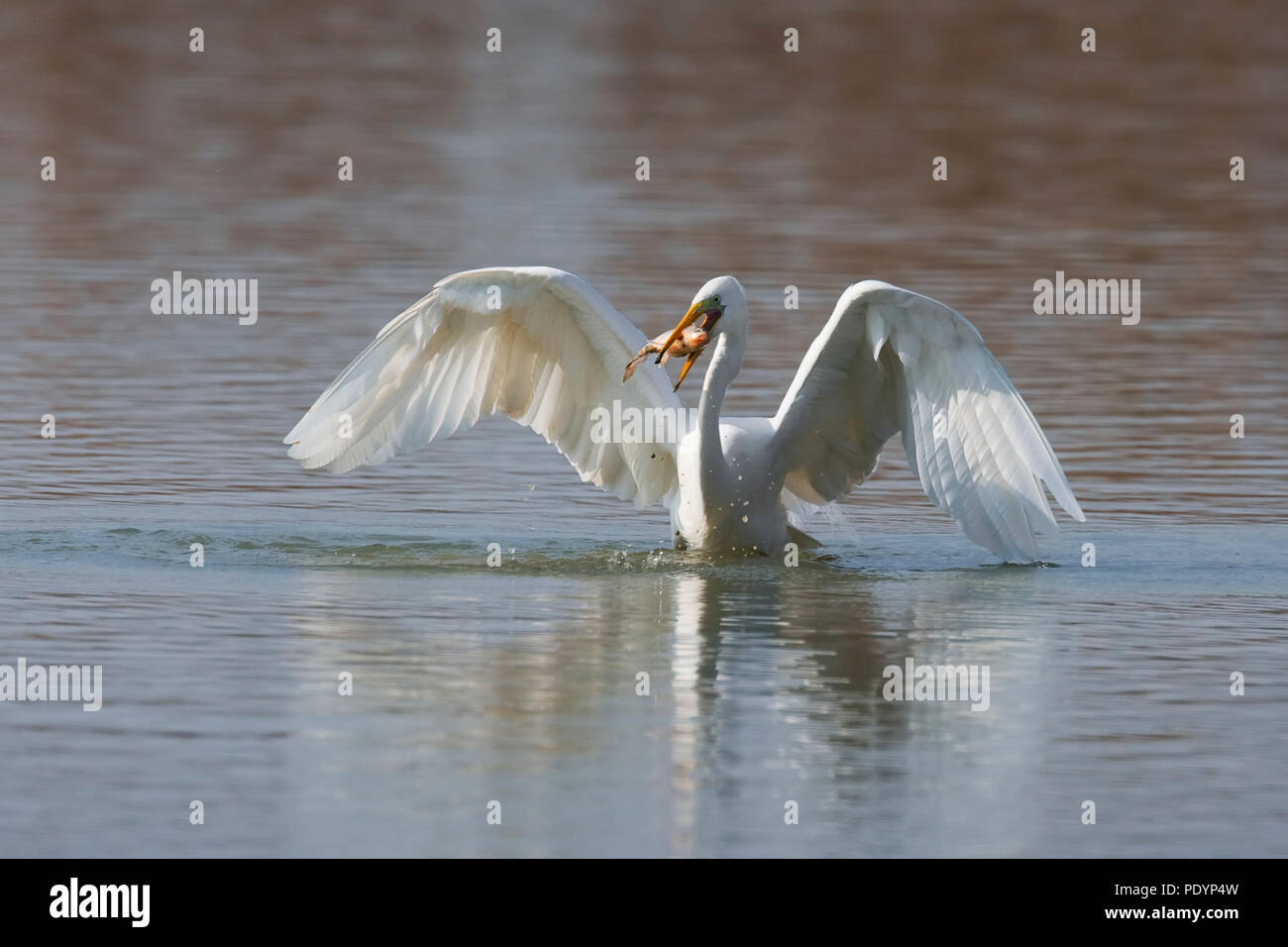 Vis gevangen hi-res stock photography and images - Alamy