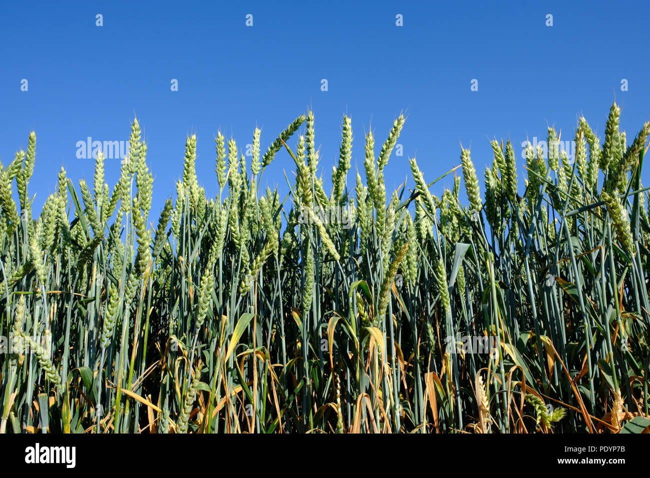 Ripening seed hi-res stock photography and images - Alamy