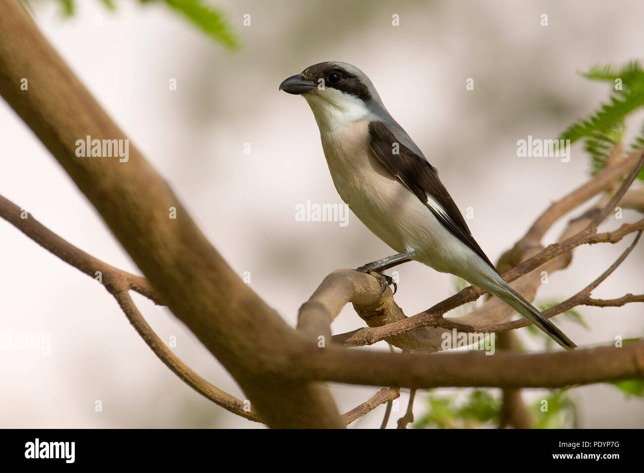 Lesser Grey Shrike; Lanius minor; Kleine Klapekster Stock Photo - Alamy