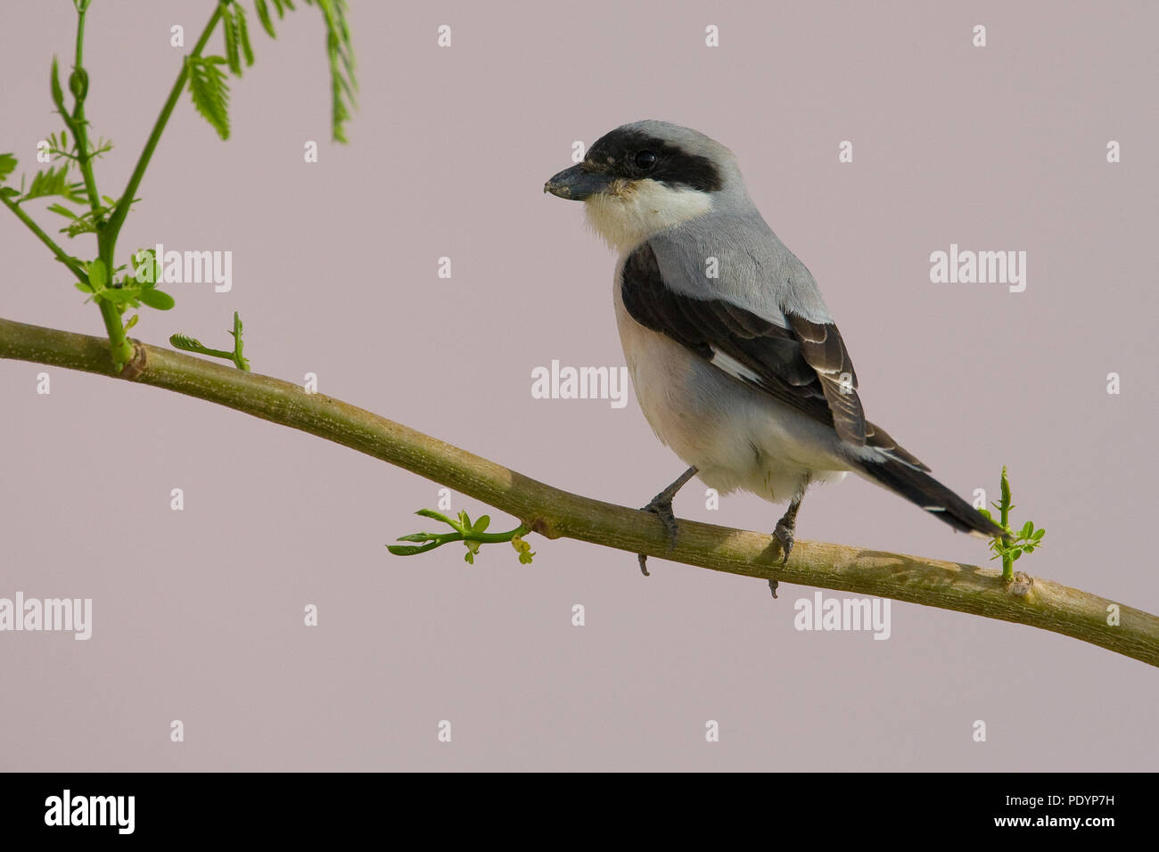 Lesser Grey Shrike; Lanius minor; Kleine Klapekster Stock Photo - Alamy
