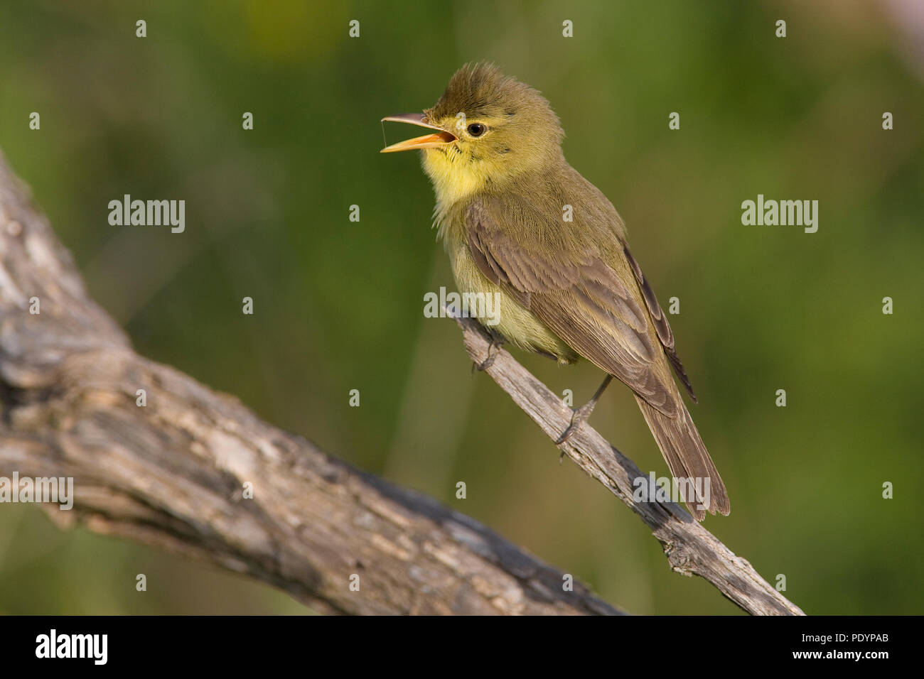 Melodious Warbler; Hippolais polyglotta; Orpheussspotvogel Stock Photo - Alamy