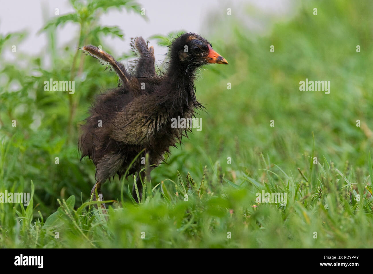 Common Moorhen; Gallinula chloropus; Waterhoentje Stock Photo - Alamy